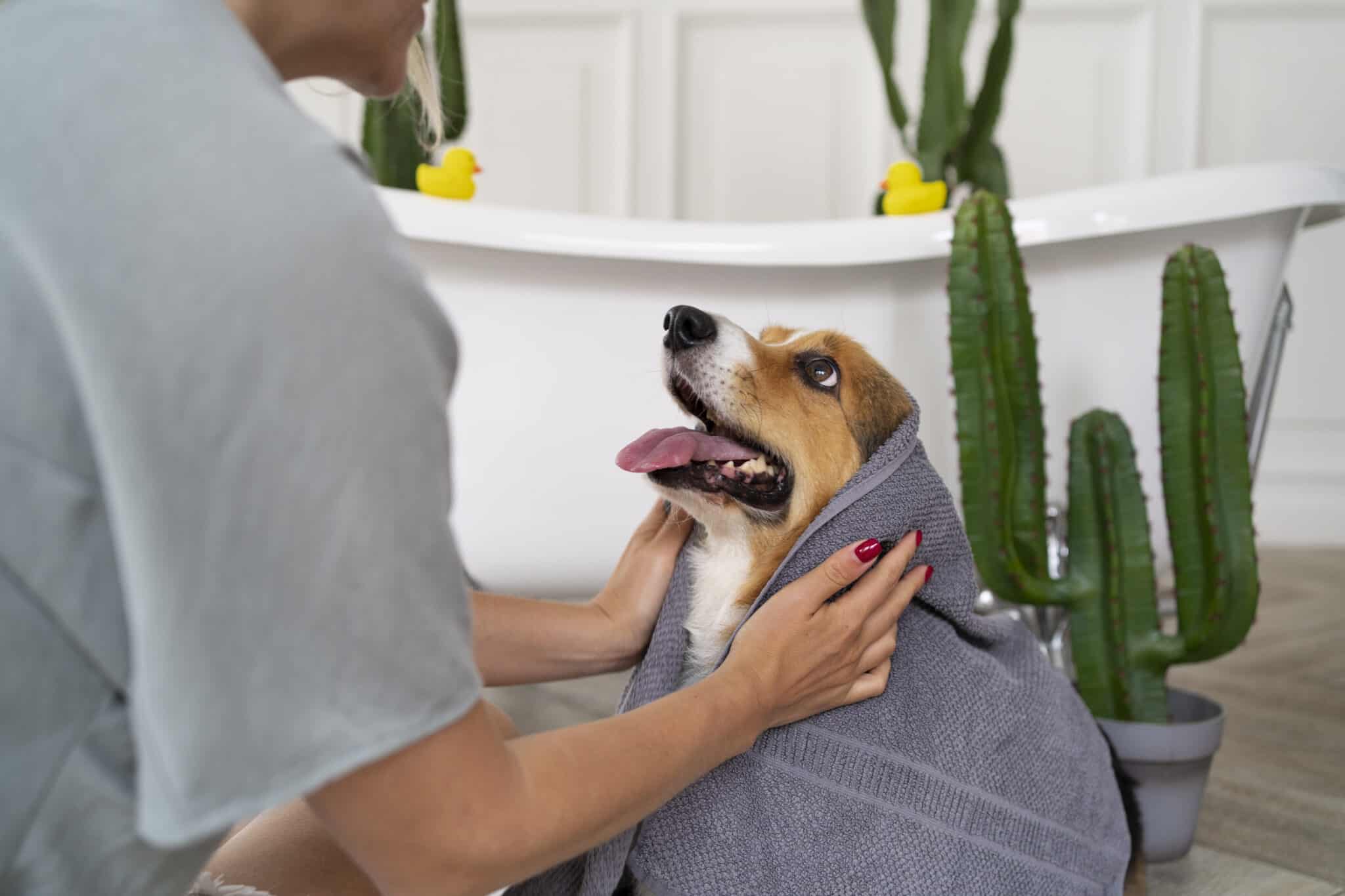 Trusted Pet Grooming Services in Houston.